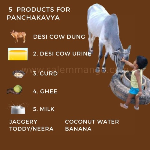 Panchagavya for Mango trees - Organic Manures and Pesticieds