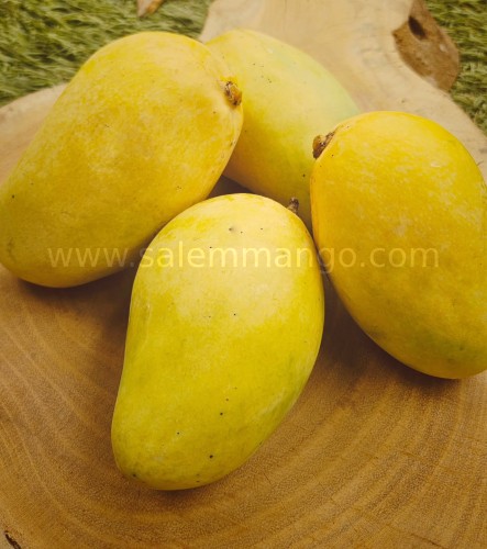 Dudhia Malda Mangoes online | Salem mango India | Fresh mango
