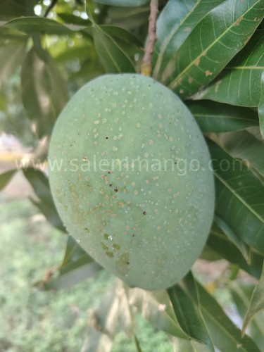 Mango man of India | Salem Mango | Mango Grower | Rare mango breeds