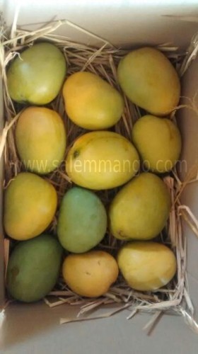 Why Salemmango is so special | Malgova | Imampasand | Alphonso | Hapus