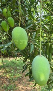 Buy mallika Mangoes online Bangalore | Home delivery| Naturally ripened