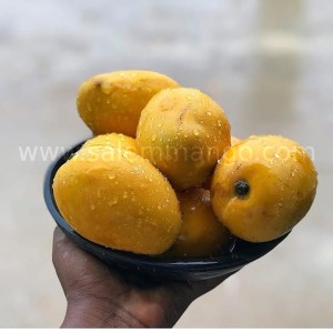 Fresh Malgova Mangoes online | Natural ripen | Home delivery