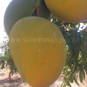 Why buy online from Salem Organic Mangoes online | Farmers Portal
