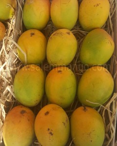 Fresh Mango Delivery in Chennai | Pondy | Coimbatore | Madurai