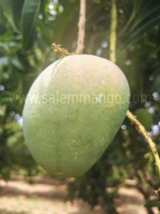 Salem Premium Alphonso mangoes5 kg Just @999 | Salem Hapus price Today