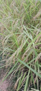 Difference between Brown Rice vs Polished | Hand pounded | parboiled rice