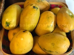 Salem Mango is India’s trusted source for premium Salem mangoes