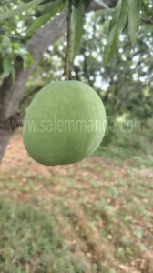 Alphonso mango season 2026 | Shop Alphonso mangoes online | Door delivery