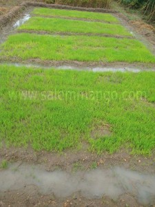 Organic Garudan Samba Rice online | Kaadai Kazhuthan Rice online
