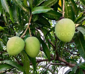 Buy Fresh Natural Mangoes Online in Coimbatore | Salem Mango