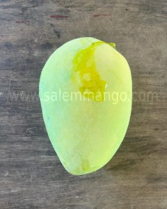 Dudhia Malda Mangoes online | Salem mango India | Fresh mango