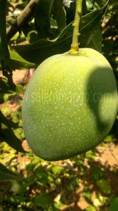 Most Expensive Mangoes in the World | Malgova | Miyazaki