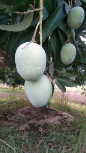 Langra mango | Benarasi Langra Season | Malda | buy online