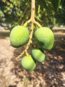 Mango flower drop control | Mango flowering spray | Fruit quality