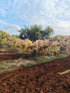 Mango cultivation | Natural ways for Mango Fruit setting | Pest control