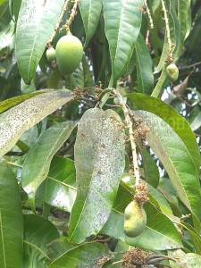 Mango hopper pest control | organic insecticides|Neem oil |3G spray
