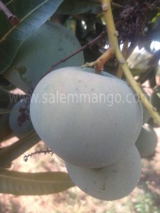 Chakkarakutti mango online| Sugar Baby mango Online from farmers