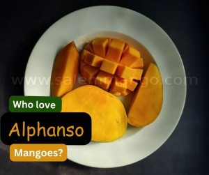 Alphonso mango season 2026 | Shop Alphonso mangoes online | Door delivery