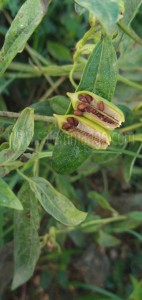 Sesame oil | Gingelly | Til Oil | Pure | Unrefined cold pressed oil online