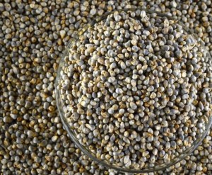 Kambu | Pearl Millet | கம்பு | Millets | benefits | Uses