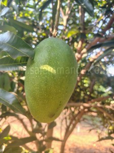 Fresh organic mangoes in Hyderabad | Himayat | Alphonso | dasheri