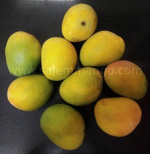 About Mango fruit | wikipedia |scientific name | Salemmango