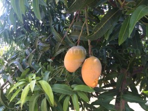 Which is India's No.1 mango? | Worlds costly Mango | Organic Mangoes