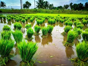 Kattuyanam rice | Benefits | Unpolished rice buy online | Salemmango