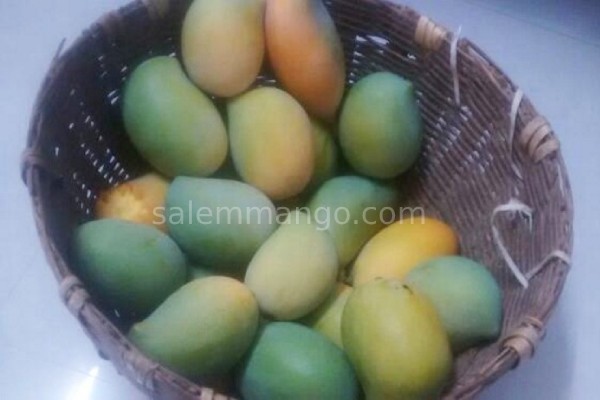 Totapuri Mango | Buy Tota Aam online 1kg at best price - Salemmango