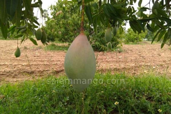 Totapuri Mango | Buy Tota Aam online 1kg at best price - Salemmango